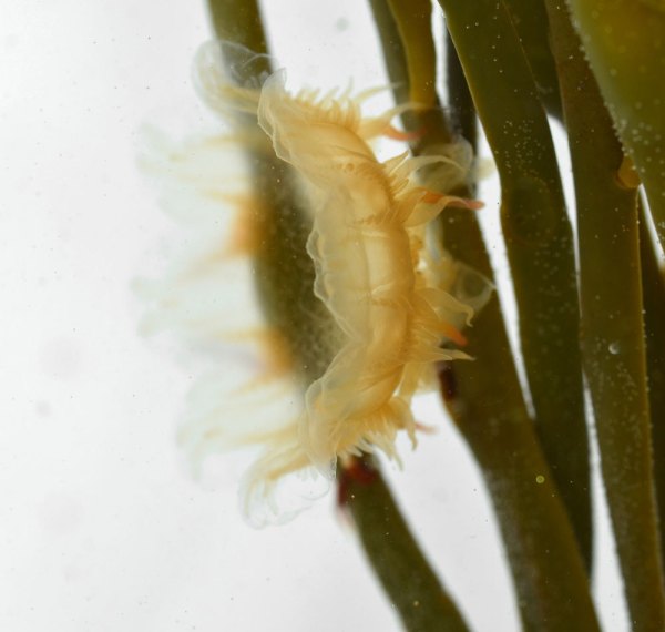 Sea Jellies – draw and shoot