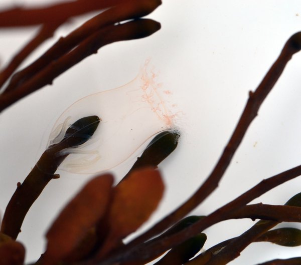 Sea Jellies – draw and shoot