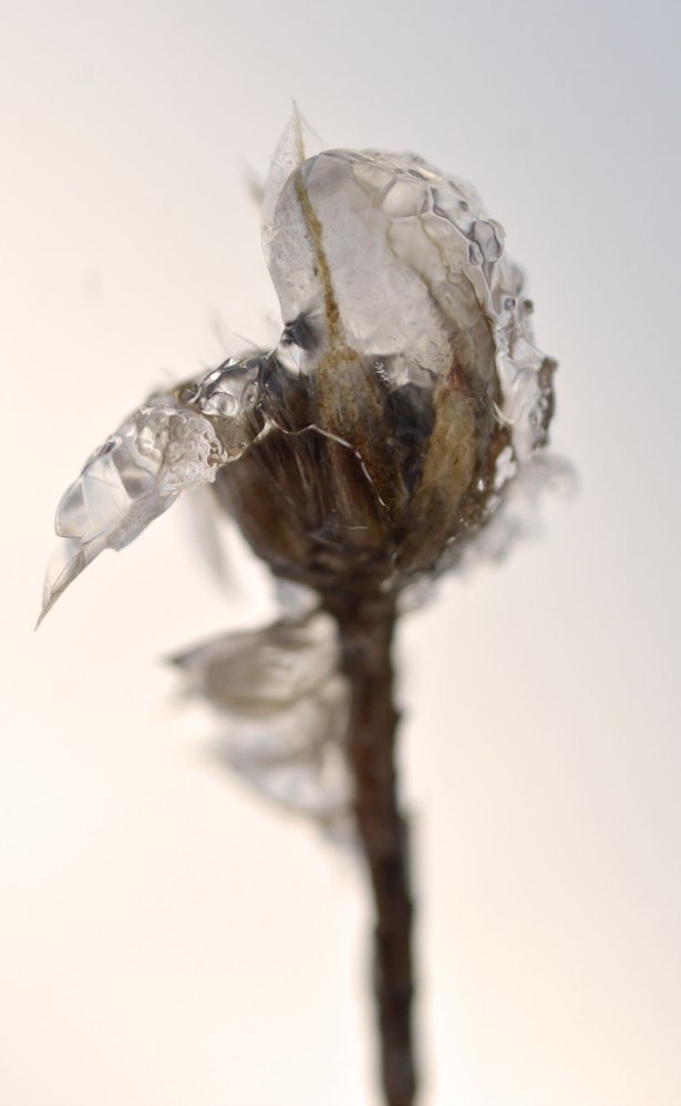 In Transition: Seed Head Series – draw and shoot