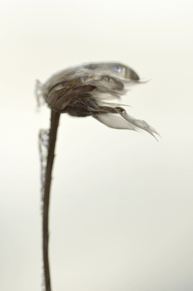 freezing rain – draw and shoot